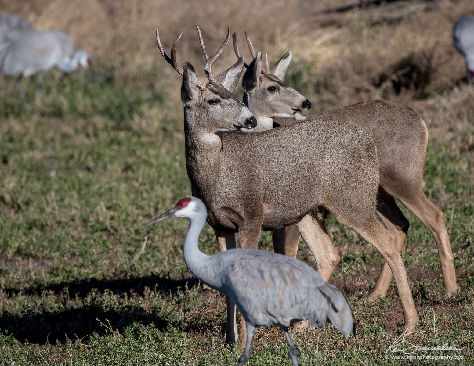 Bosque del Apache (Fall/2016) | Ken & Janice Samuelson . . . . Images